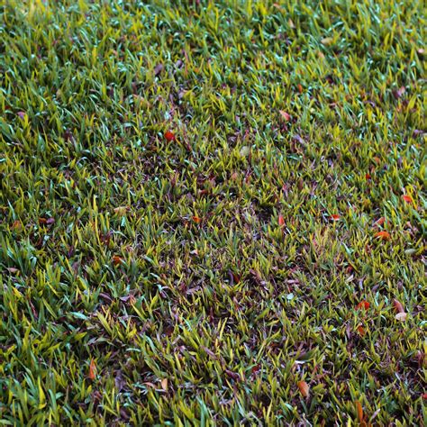 Premium Photo The Surface Of The Grass Layer Is Yellow Texture