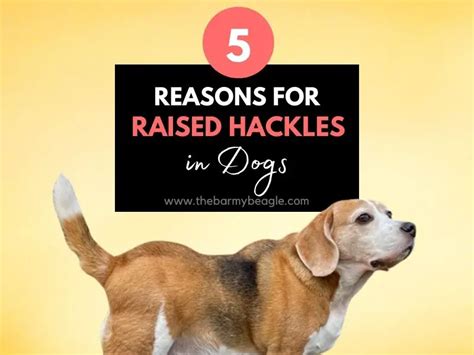 5 Reasons For Raised Hackles In Dogs Should You Worry