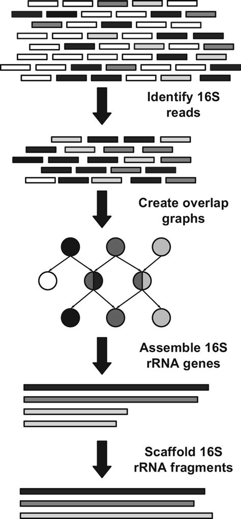 Reconstructing 16s Rrna Genes In Metagenomic Data Pmc