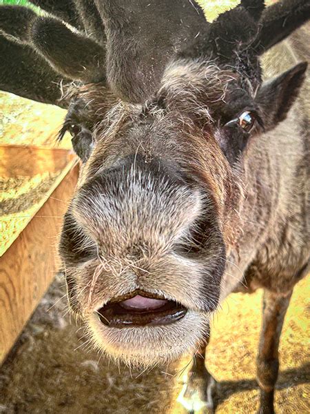 Discover The Magic Of Antler Academy Meet Santas Reindeer