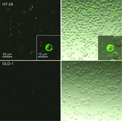 Fluorescence Microscopy Experiments With Sio2phpma M75 Nanoparticles