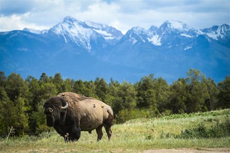 Bison Range Bison Range