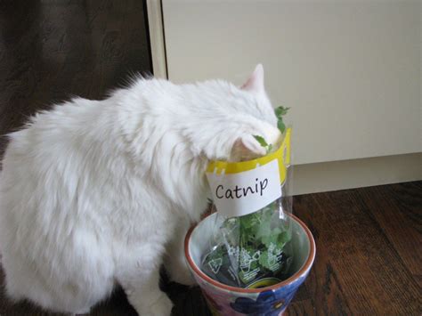 Harvesting Catnip A Little Guide Cat Opedia Catnip Cat Grass Cats