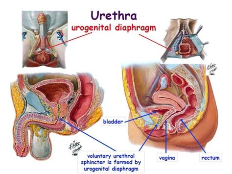 Reproductive Anatomy Flashcards Quizlet