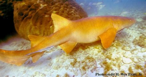 The Yellow Shark