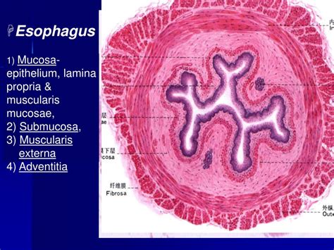 Ppt Digestive System Part 1 Oral Cavity Esophagus And Stomach