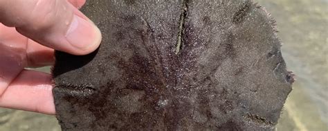 Seashells By Millhillseashell Identification About The Florida Crown Conch