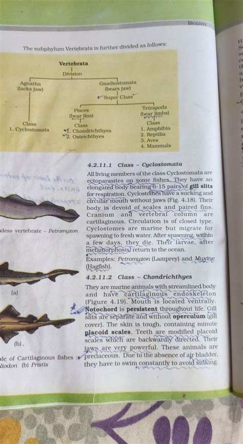 The Subphylum Vertebrata Is Further Divided As Follows 4 2 11 1 Class