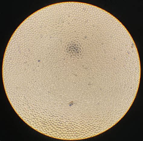 Yeast Cell