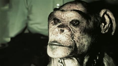 Human Chimp Hybrids The Real Story Of The Experiments Smartscienceblog
