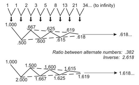 Fibonacci Sequence Human Body