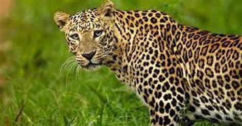 Satara News बिबट्याकडून पाळीव जनावरांवर हल्ला