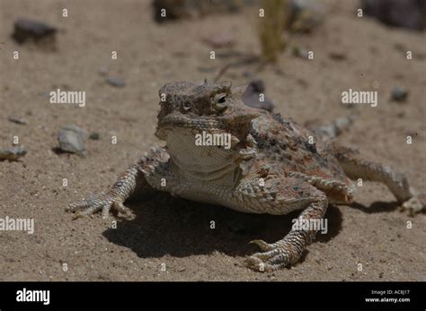 Desert Horned Lizard Phrymosoma Platyrhinos Low Desert Scrub Avra