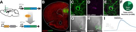 Assessing The Direction Of Cre Recombinase To Oxtr In The Pfc A Download Scientific Diagram