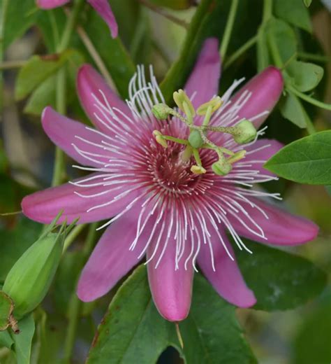 Passiflora ‘Anastasia’ – The Natural World