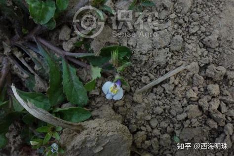 每日一草通泉草 知乎