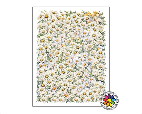 Wedding And Celebrations Greeting Cards Daisy Note Cards