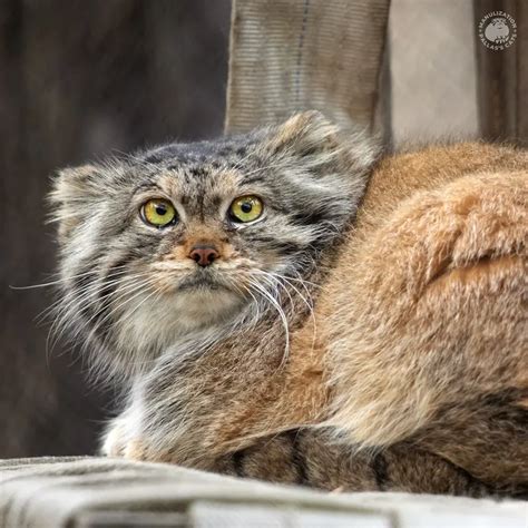 Lastochka The Pallass Cat • Manulization