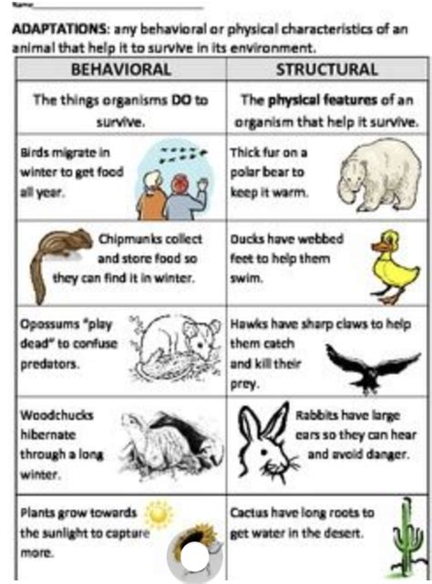 Adaptation And Survival Diagram Quizlet