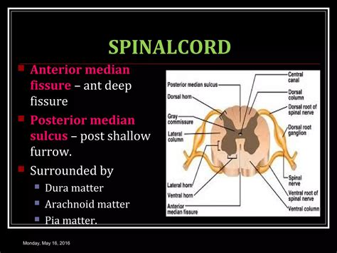 MOTOR SYSTEM SPINAL CORD PPT