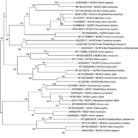 Phylogenetic Tree Analysis Of The Deduced Amino Acid Sequences Of Nlr