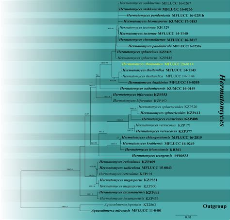 Phylogram Generated From Maximum Likelihood Analysis Based On Combined