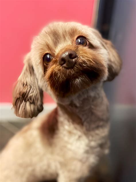 Amys Wesley The Cocker Spaniel 😍 Facebook