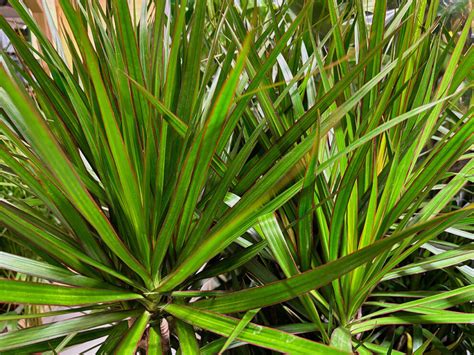 Dracaena Marginata Dragon Tree Plantsmith