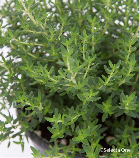 Thymus Vulgaris Faustinoi Thym Commun Achat En Ligne