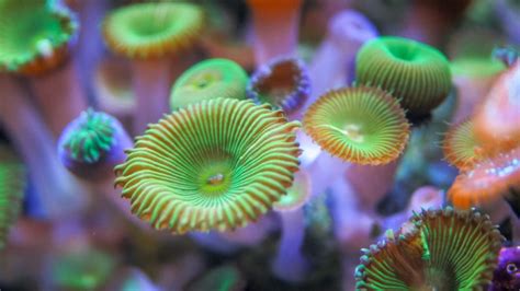10 Best Soft Coral Species For Beginner Reef Keepers