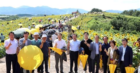 제7회 함안 강주해바라기축제 개막