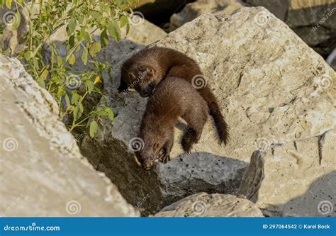 American Mink Neovison Vison Stock Photo Image Of America Hair 297064542