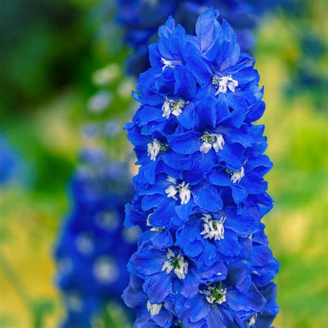Delphinium Cobalt Dreams Delphinium Elatum Ferri Seeds