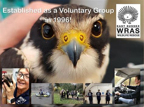 East Sussex Wildlife Rescue Causes Unity Lottery