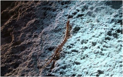 Discover The Bizarre Life In Movile Cave A World Sealed Off For 5