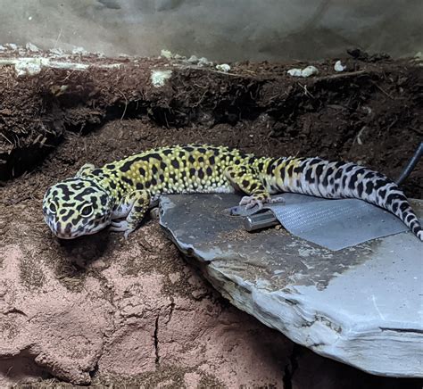 Hes Angry I Turned His Uv Light On A Bit Earlier Than Normal R Leopardgeckos