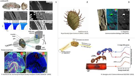 Studies Focusing On The Fossilization Processes And Search For Ancient