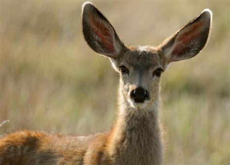 Free Images Nature Grass Meadow Looking Female Wildlife