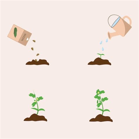 오이 식물 성장 단계 오이의 평면 디자인 심기 과정에서 Infographic 요소 프리미엄 벡터