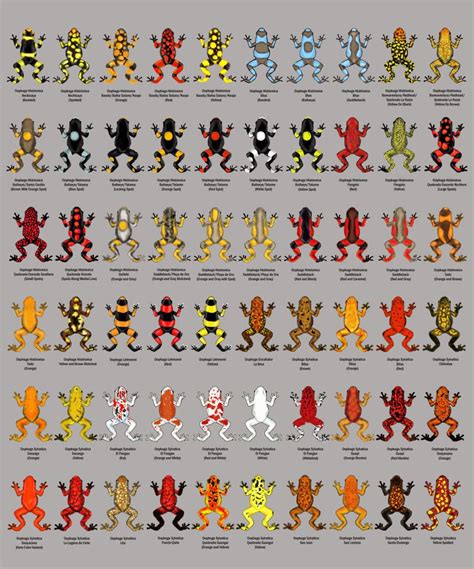 Poison Dart Frog Pattern Pattern Tips Archive