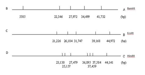 Solved Question 1 Restriction Sites Of Lambda λ Dna In