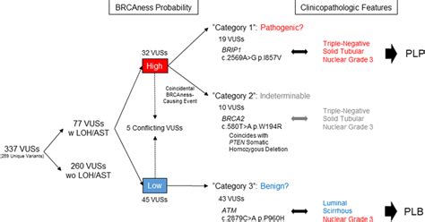 Pathogenicity Of Variants Of Uncertain Significance Vus With Brcaness