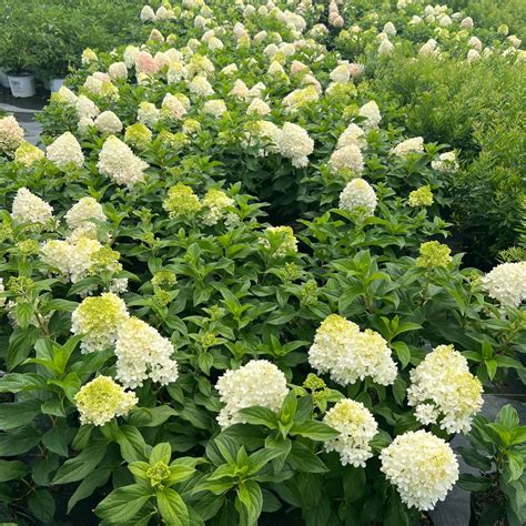 Hydrangea Paniculata Sweet Starlight™ Hydrangea From Jericho Farms