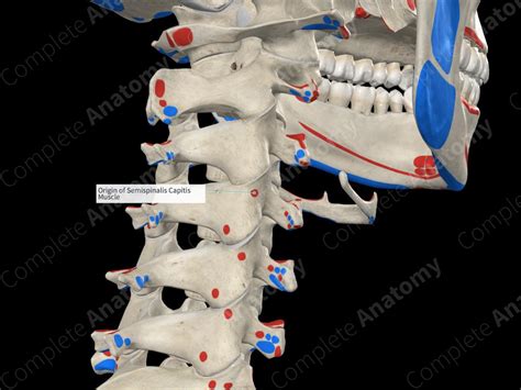Origin Of Semispinalis Capitis Muscle Complete Anatomy