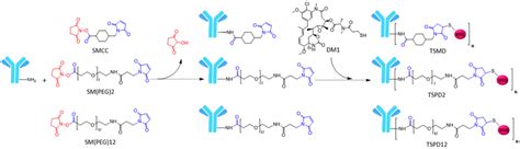 Two Step Conjugation Of Dm1 Drug To Trastuzumab Via Three Different
