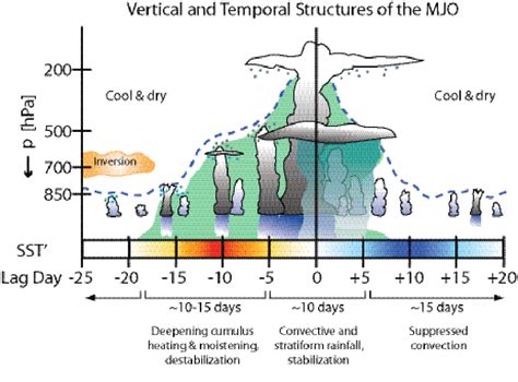 Schematic Diagram Of The Vertical And Temporal Mjo Wave Structure The Download Scientific