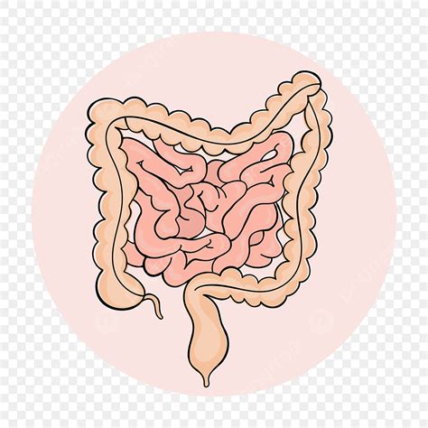 내장 체계 해부학 인간의 손으로 그린 벡터 일러스트 레이 션 장 소화 해부 Png 일러스트 및 벡터 에 대한 무료 다운로드 Pngtree