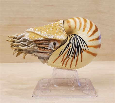 Cephalopod Nautilus