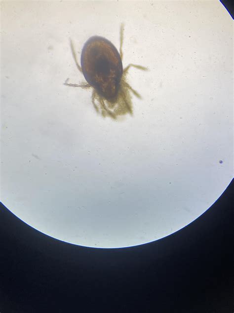 What Is This Fecal Float R Vettech