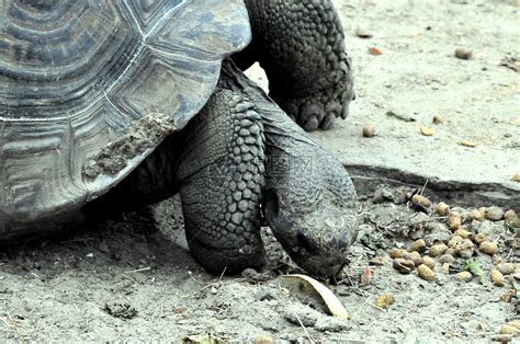乌龟动物自然保护区动物园爬虫濒危哺乳动物两栖动物动物群高清图片下载 正版图片 摄图网 乌龟动物自然保护区动物园爬虫濒危哺乳动物两栖动物动物群高清图片下载 正版图片 摄图网
